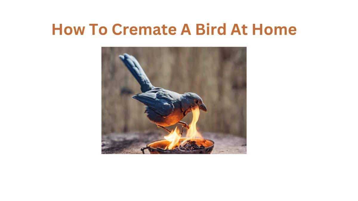 How To Cremate A Bird At Home
